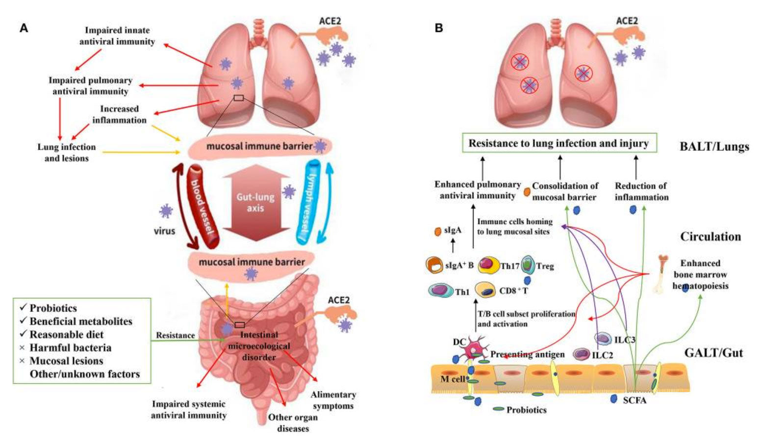Intestinal Flora as a Potential Strategy to Fight SARS-CoV-2 Infection ...